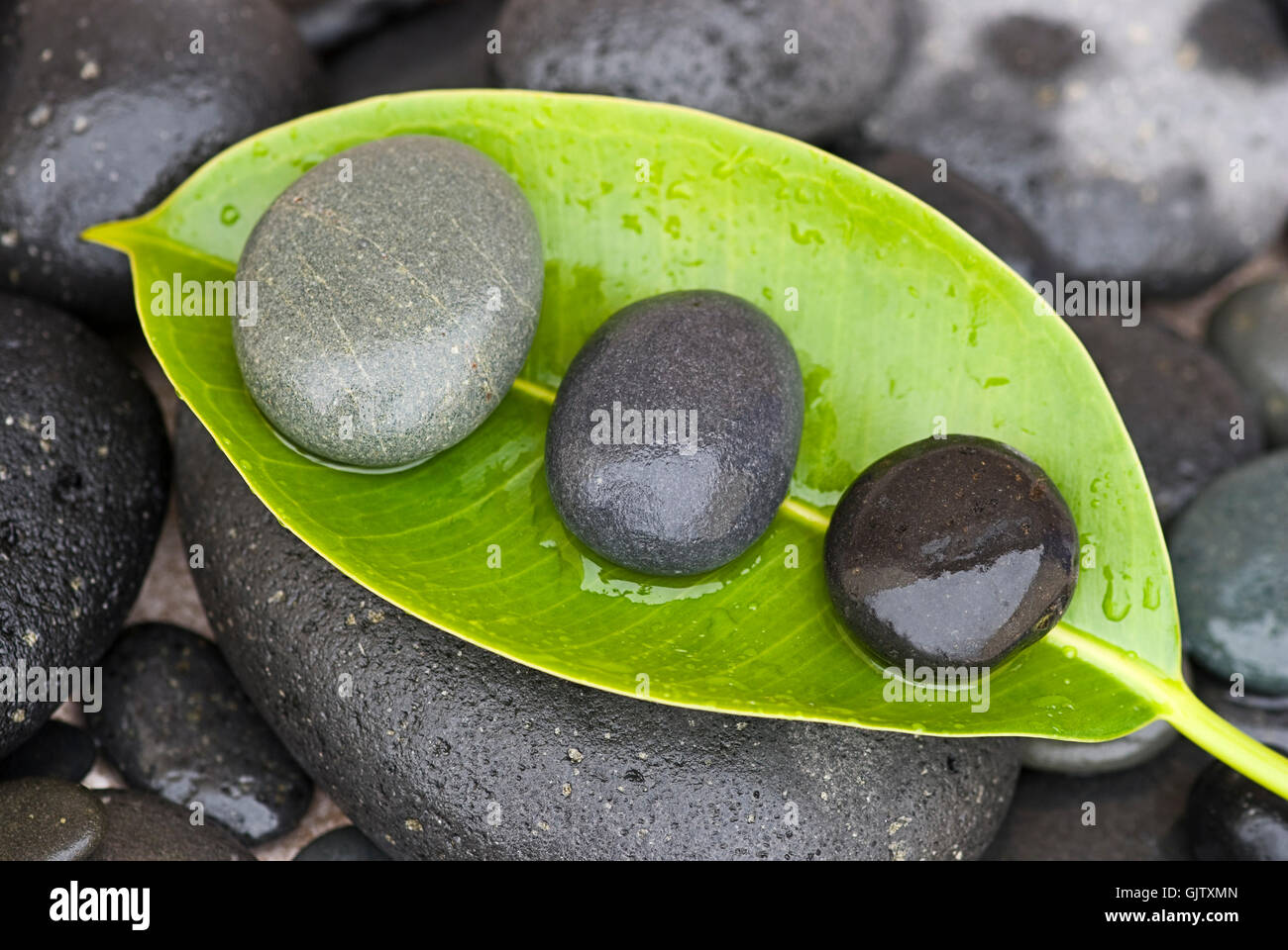 stones on green leaf Stock Photo - Alamy