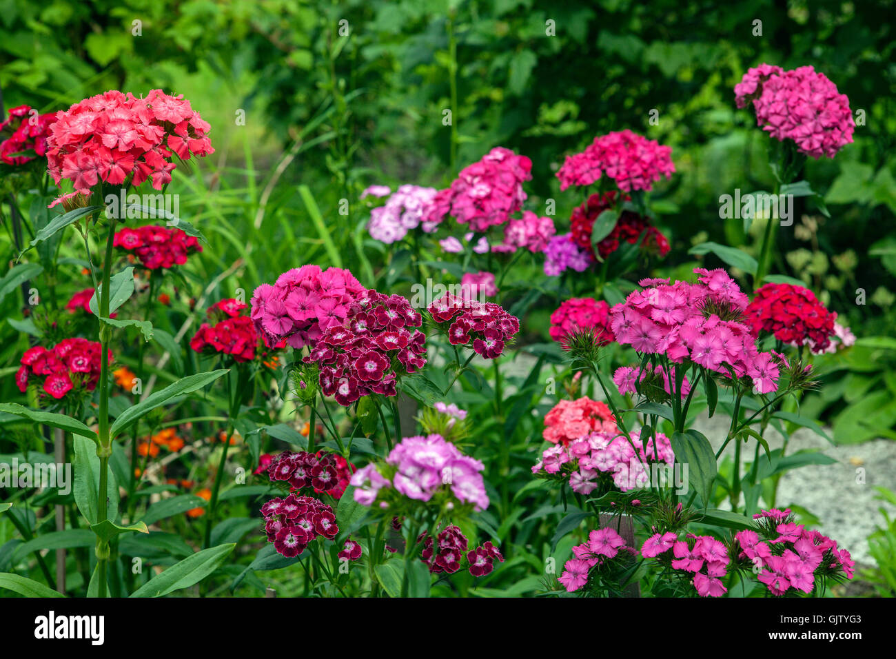 Colorful flowers in a garden. Bushes in the background. Summer Stock ...