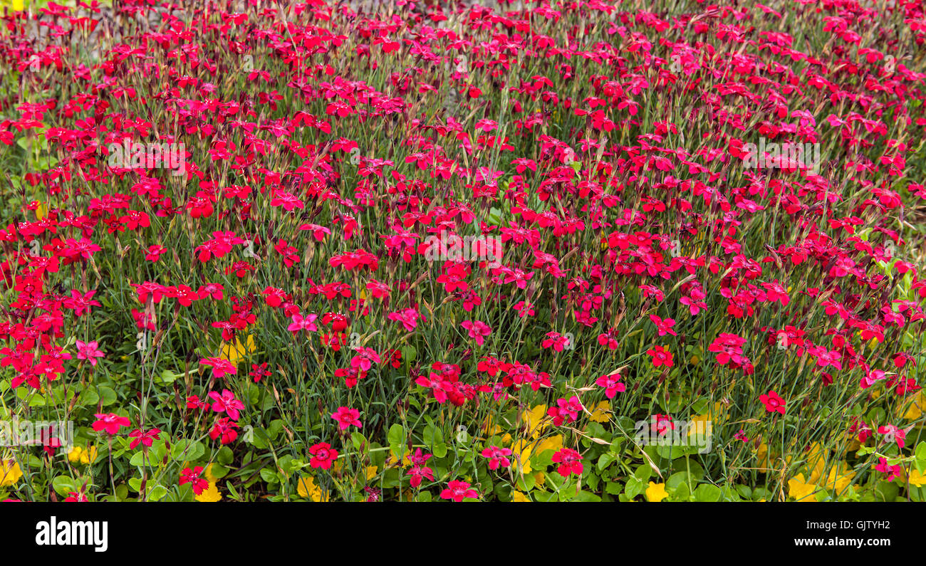 Mini carnation hi-res stock photography and images - Alamy
