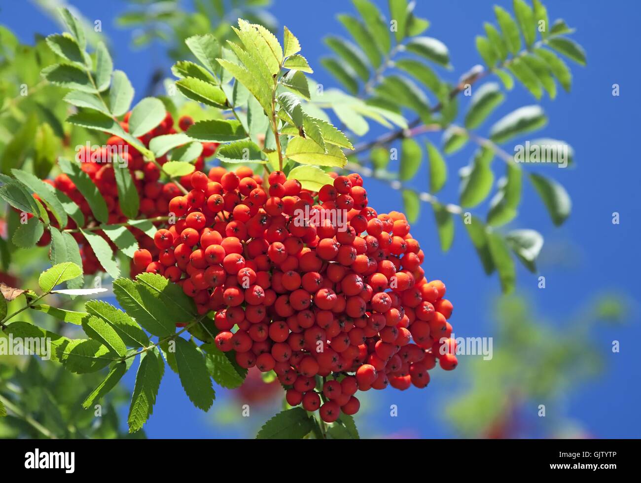berries rowan berry rowan tree Stock Photo - Alamy