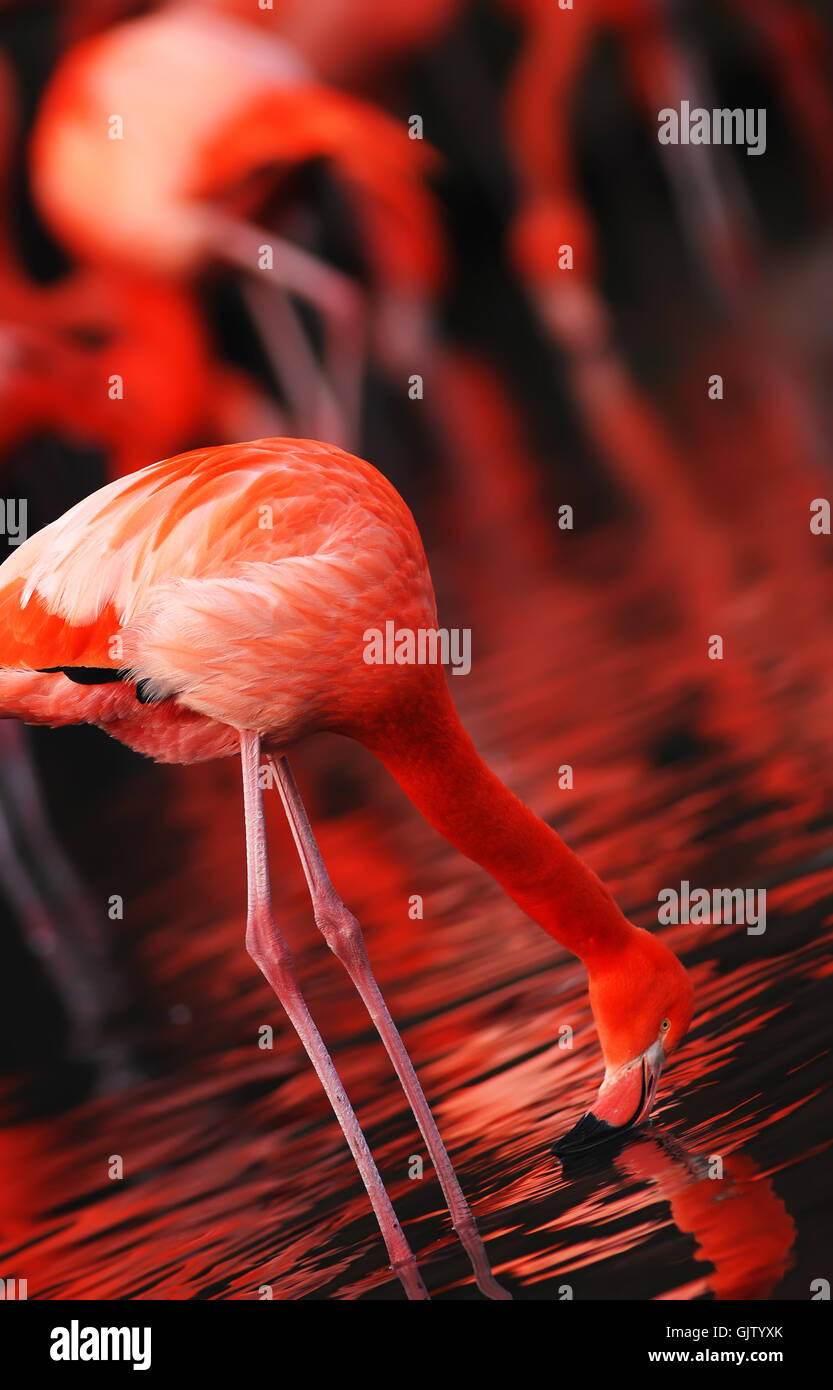 Flamingo legs hi-res stock photography and images - Alamy