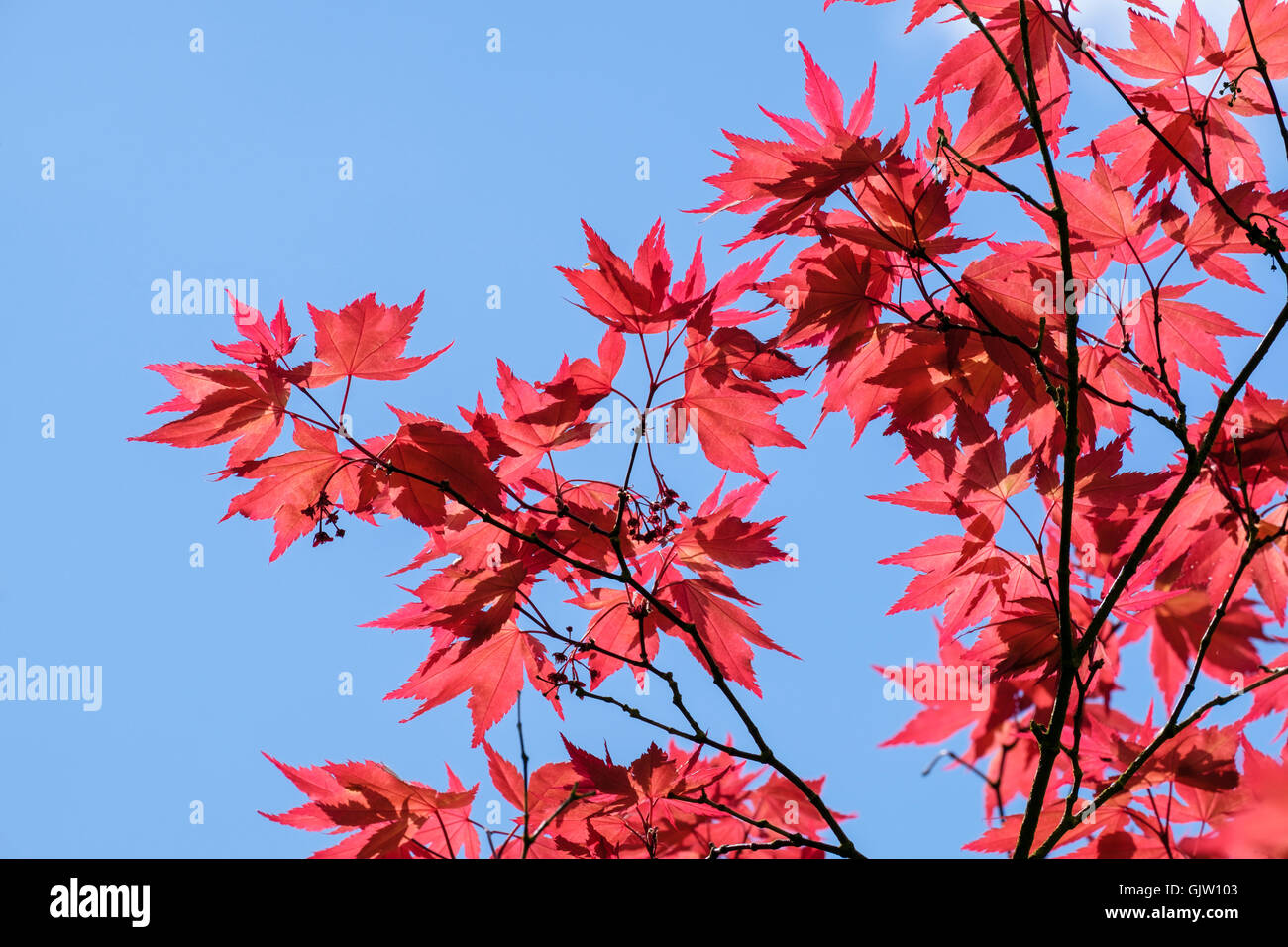 Acer palmatum atropurpureum tree hi-res stock photography and images ...