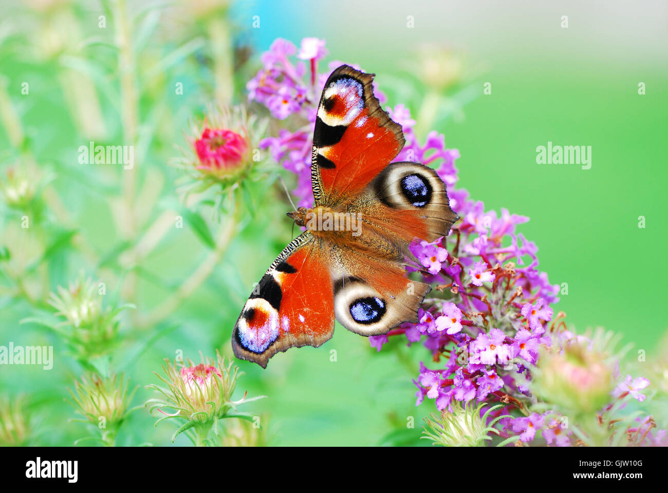 flower plant butterfly Stock Photo - Alamy