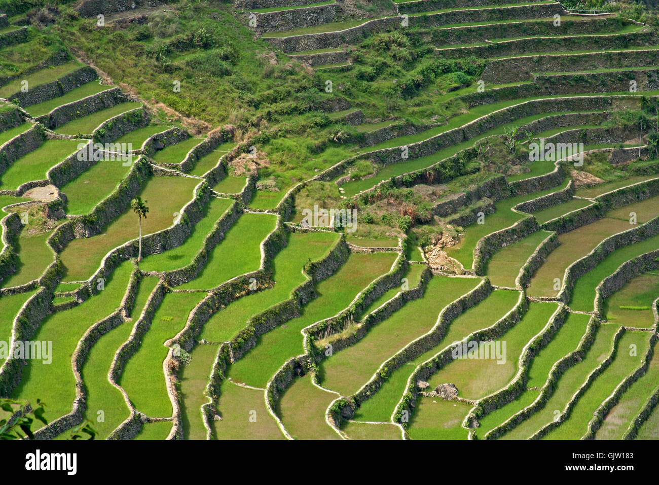 plant philippines rice Stock Photo - Alamy