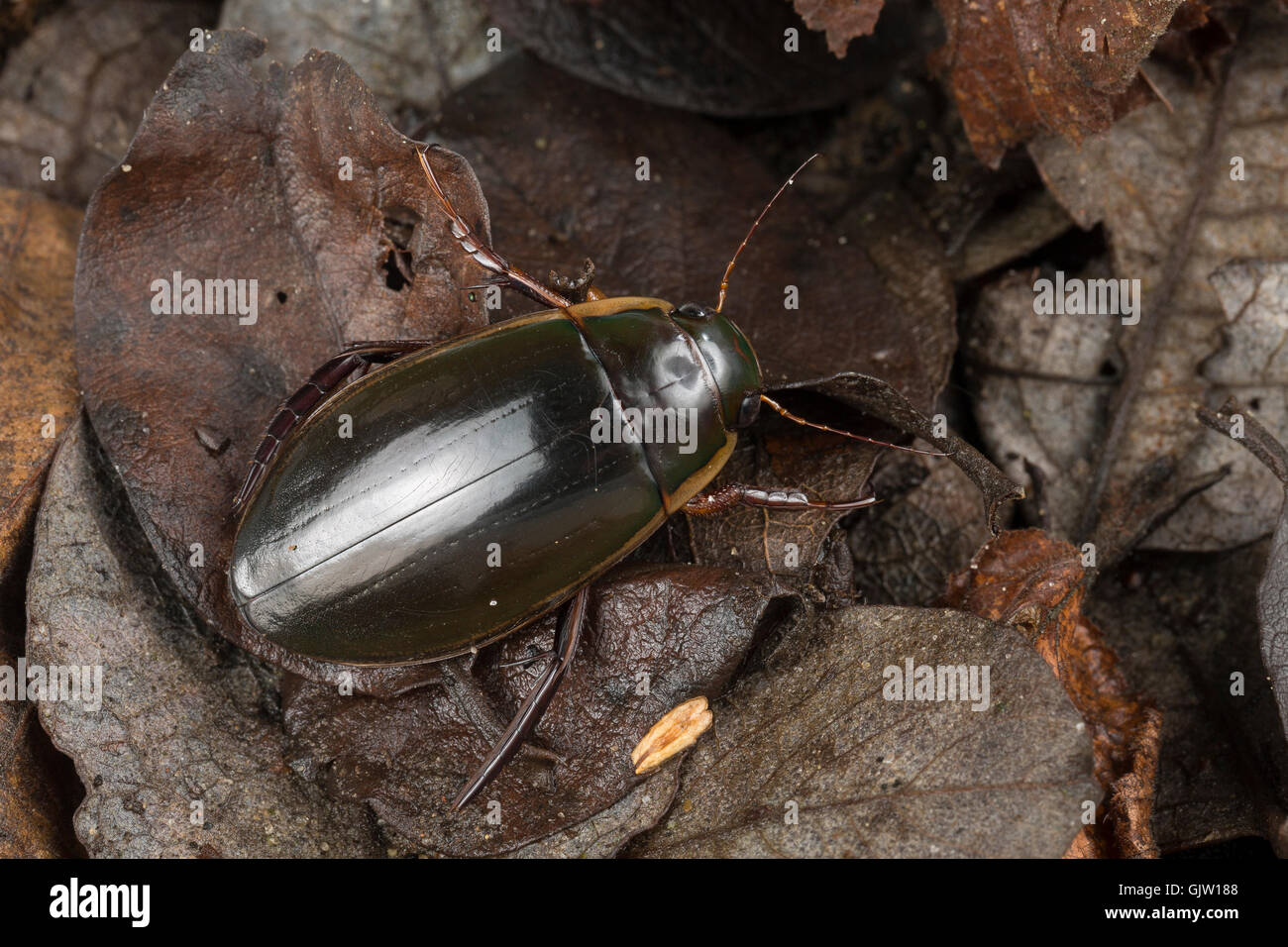 Gelbrandkäfer, Männchen, Dytiscus dimidiatus, Diving Beetle, Thick ...
