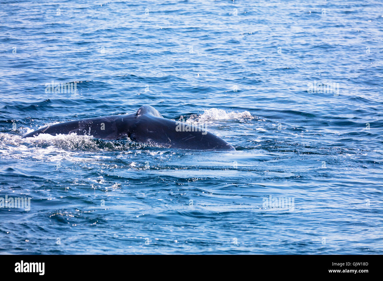 Whale in Cape Cod, Massachussetts, United States Stock Photo - Alamy