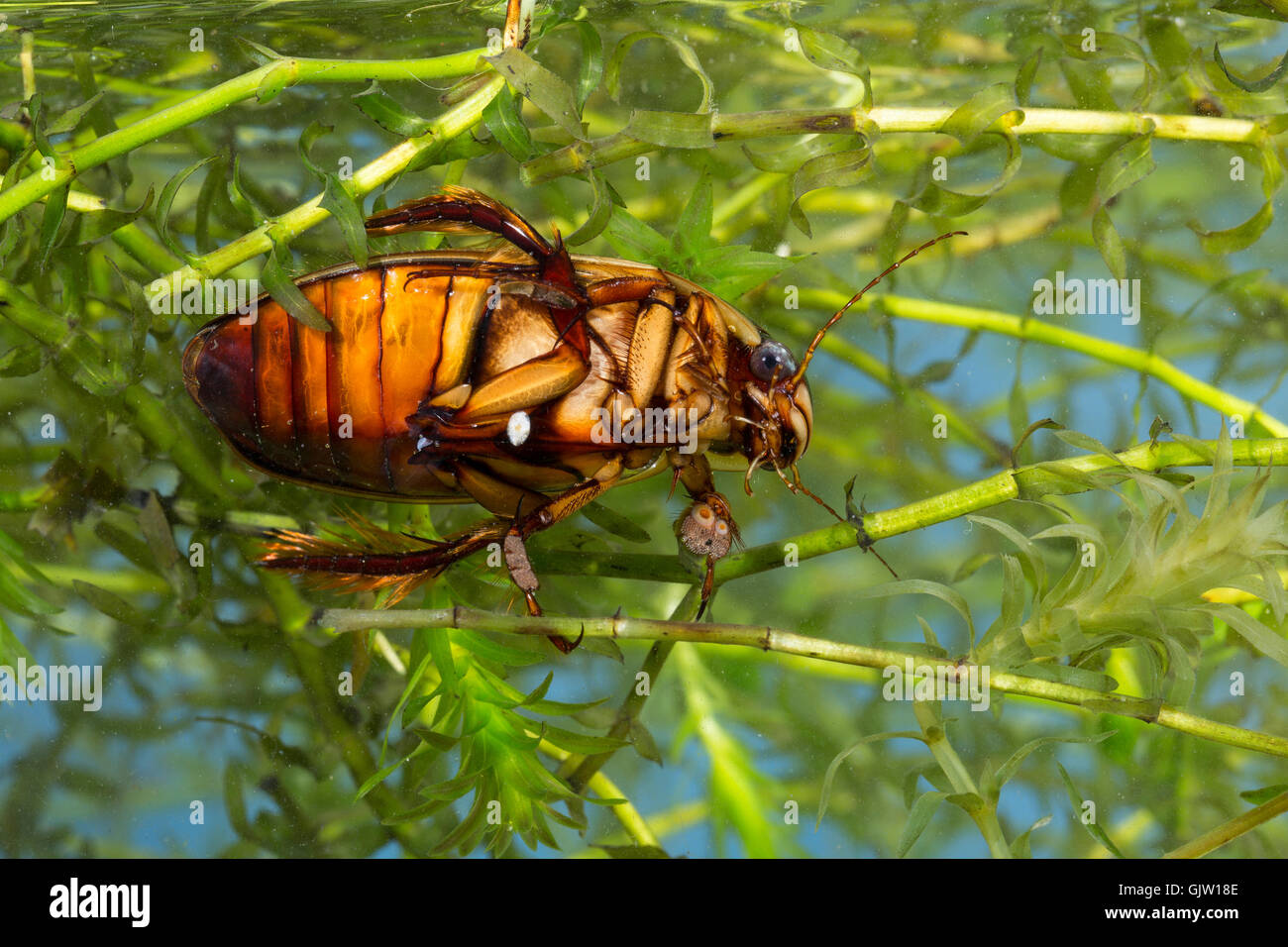 Gelbrandkäfer, Männchen, Dytiscus dimidiatus, Diving Beetle, Thick ...