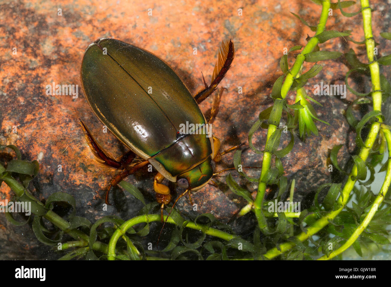 Gelbrandkäfer, Männchen, Dytiscus dimidiatus, Diving Beetle, Thick ...