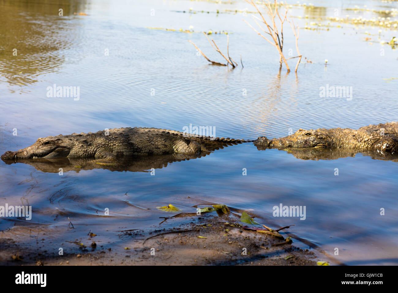 Sabou hi-res stock photography and images - Alamy
