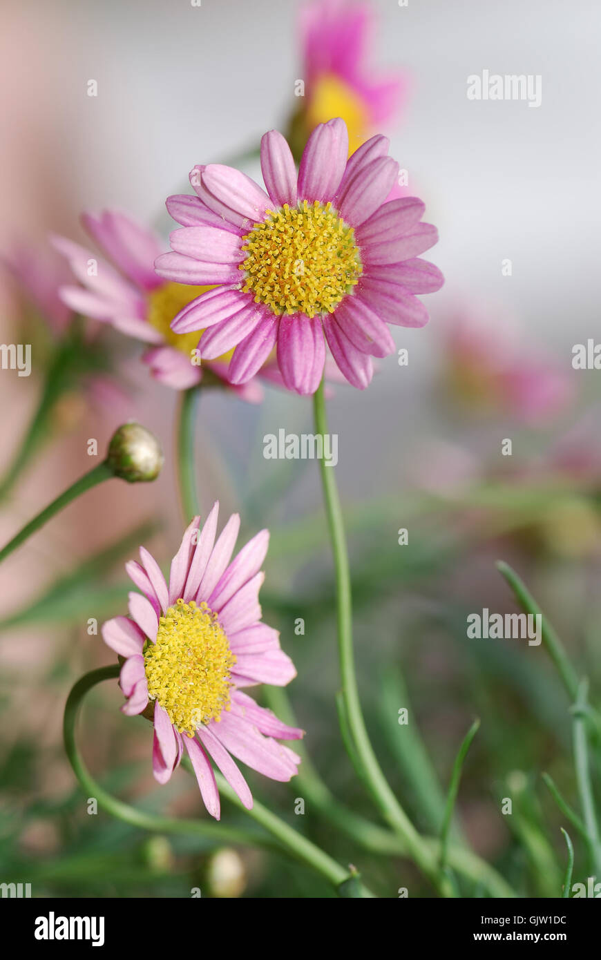 Admission hi-res stock photography and images - Alamy