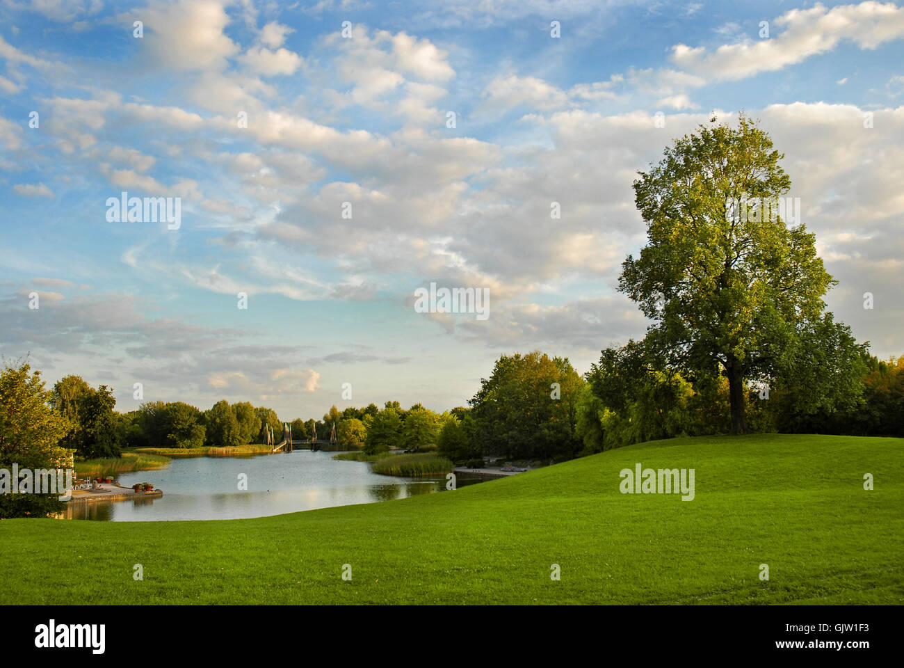 tree trees park Stock Photo - Alamy