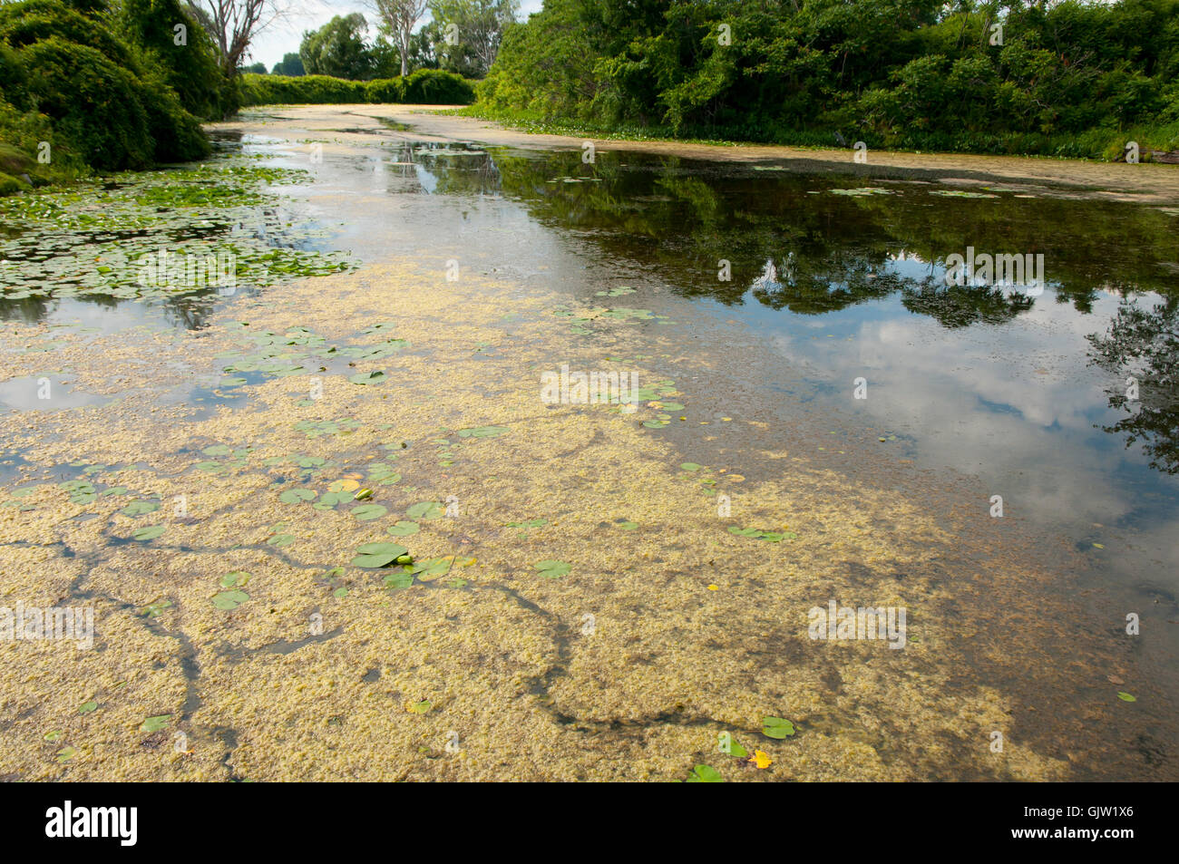 Green Algae Moat Stock Photo - Alamy