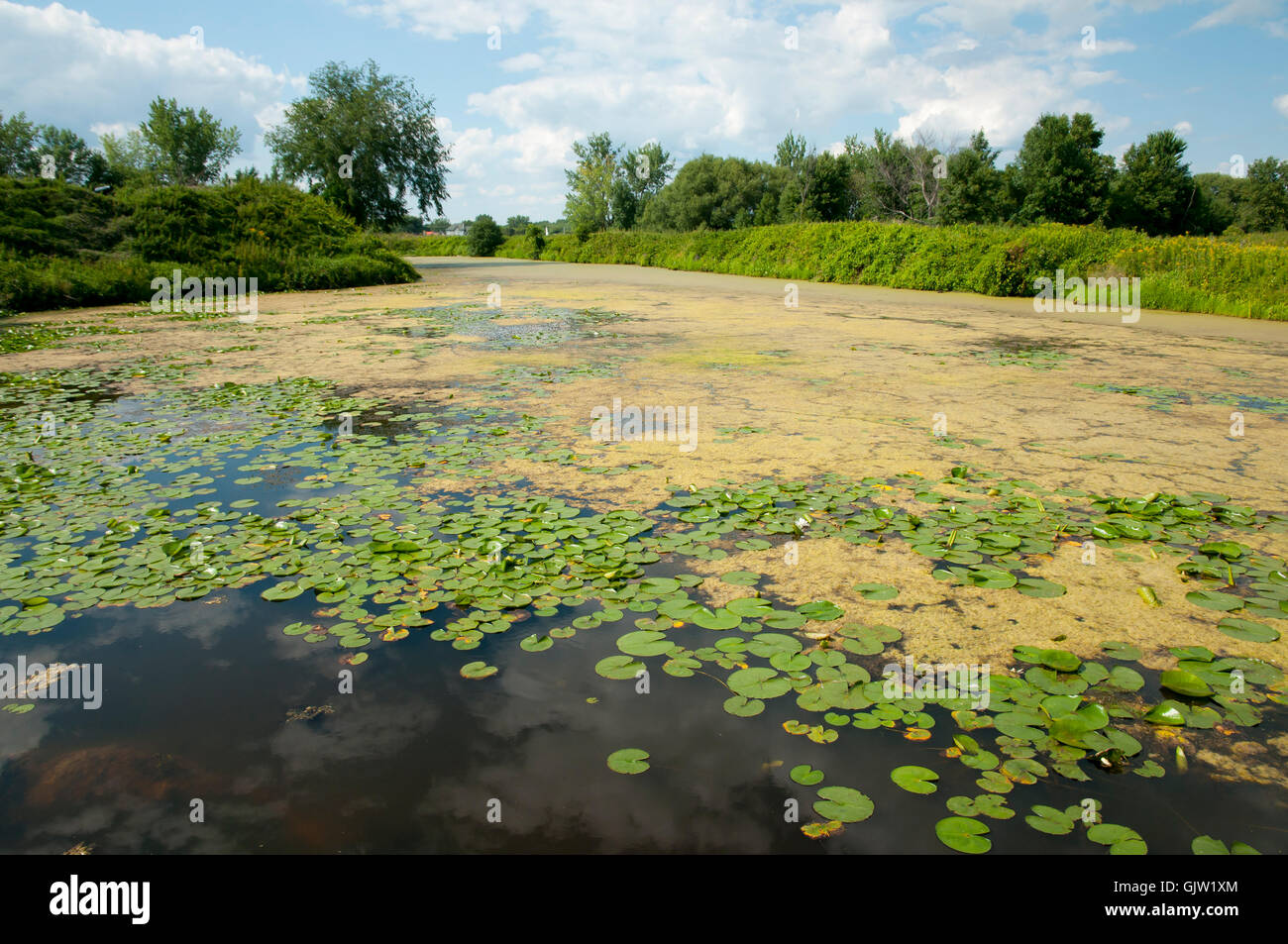 Green algae plant hi-res stock photography and images - Alamy