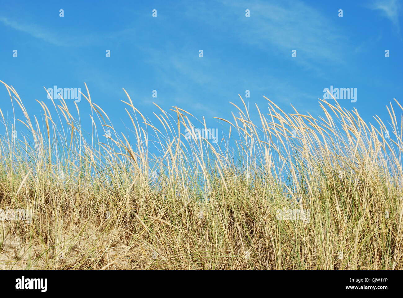 Beach canes hi-res stock photography and images - Alamy