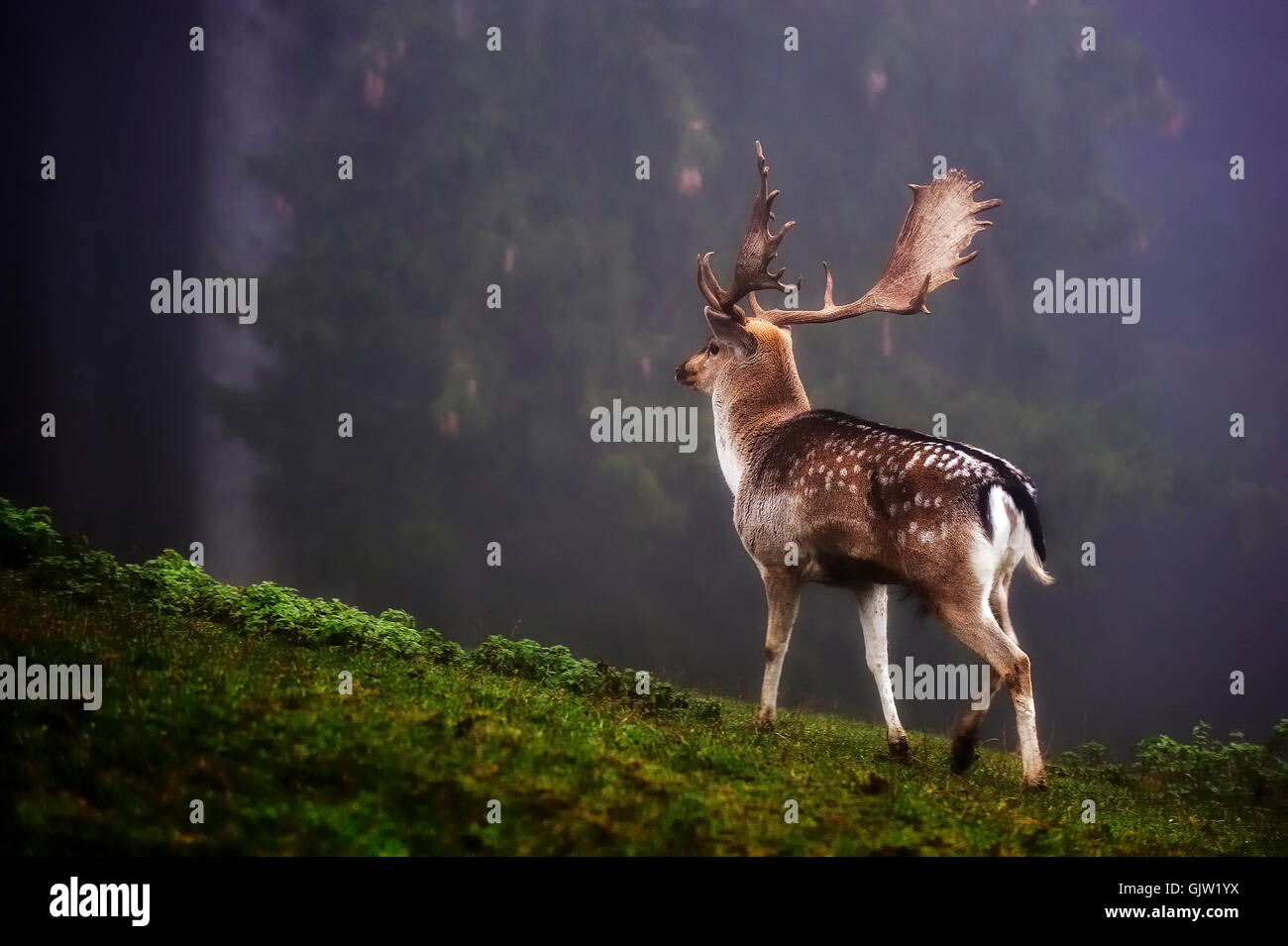 Fallow deer animal hi-res stock photography and images - Alamy