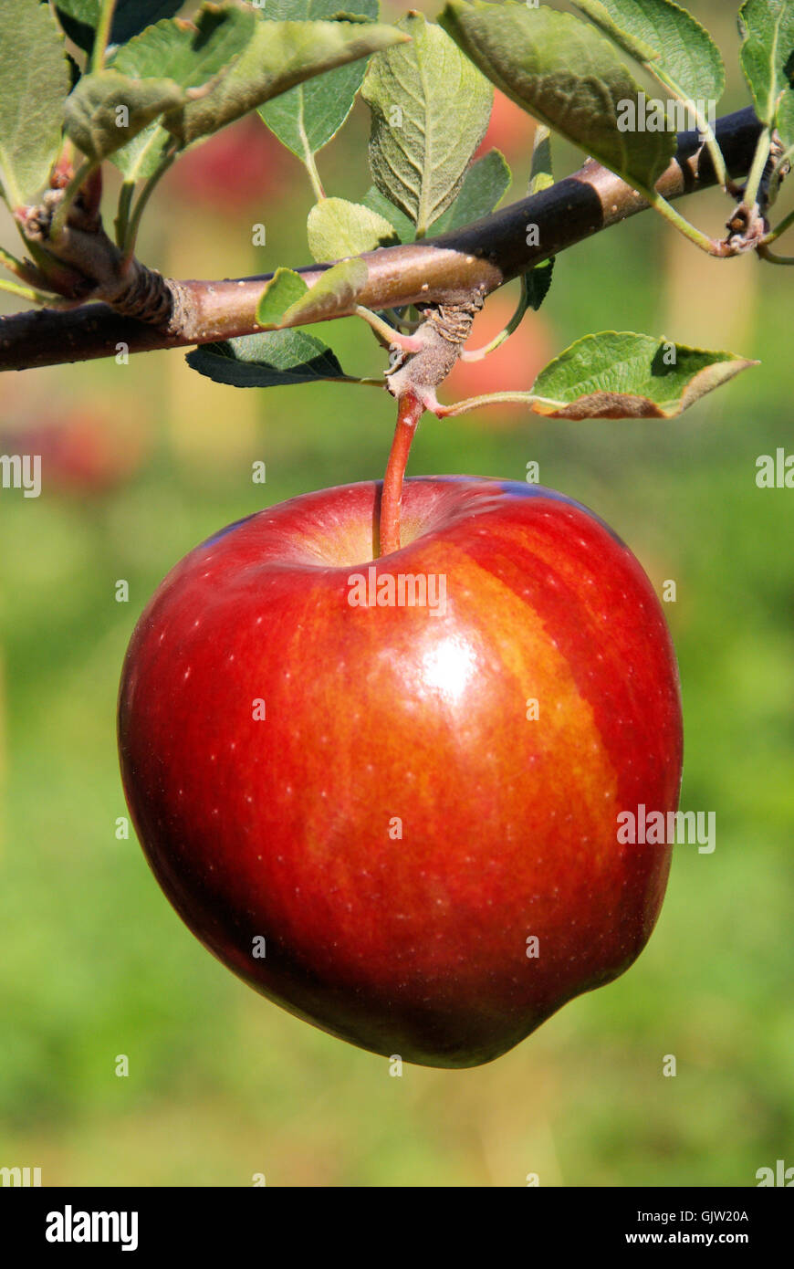 tree apple tree branch Stock Photo - Alamy