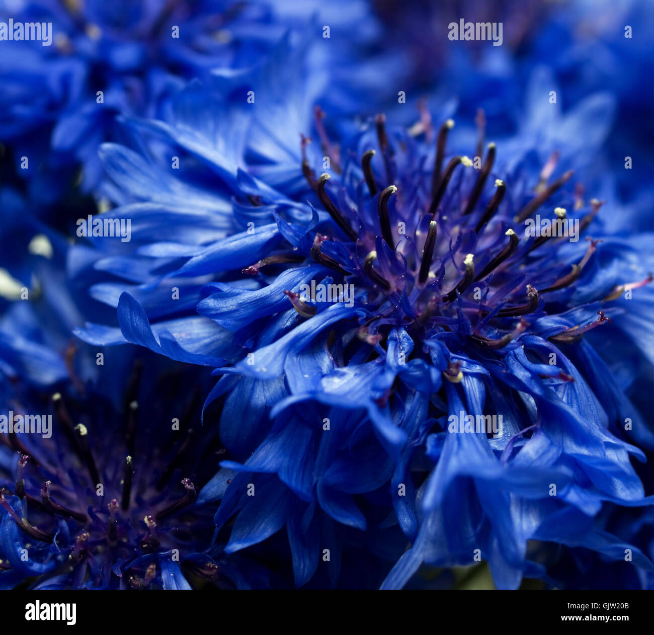 blue flower plant Stock Photo - Alamy