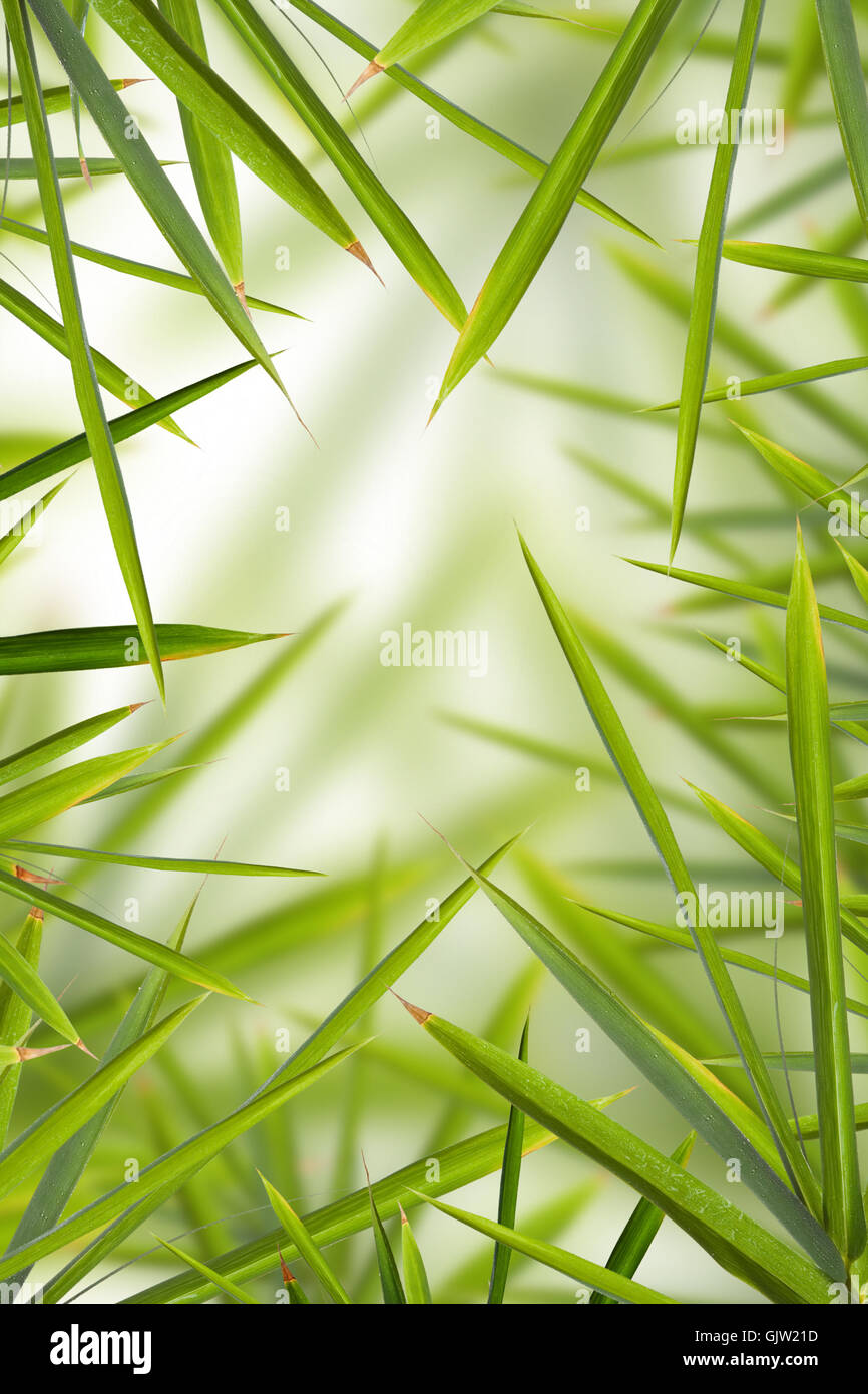bamboo abstract backdrop Stock Photo - Alamy