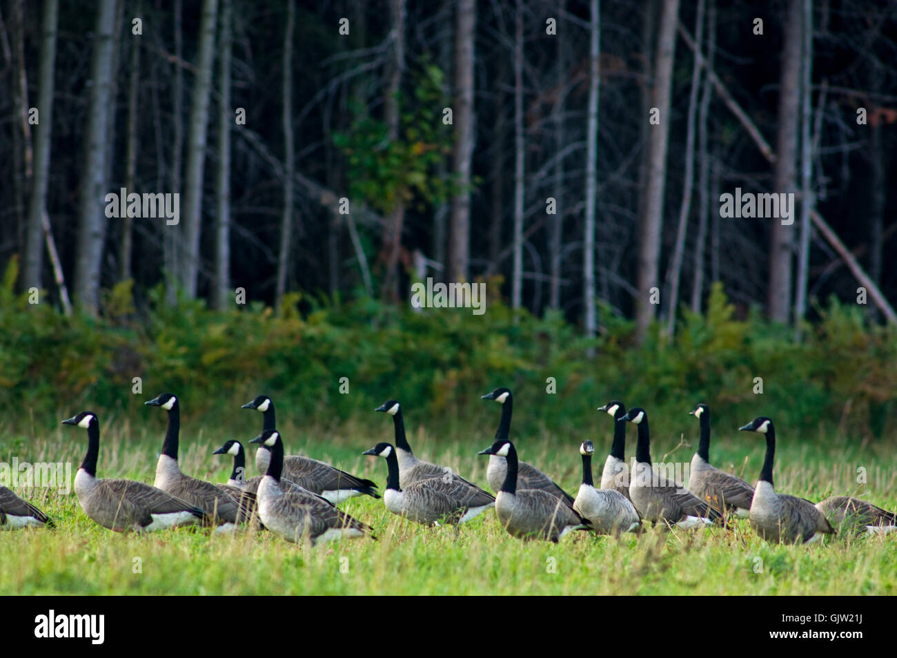 Bedded down animals hi-res stock photography and images - Alamy
