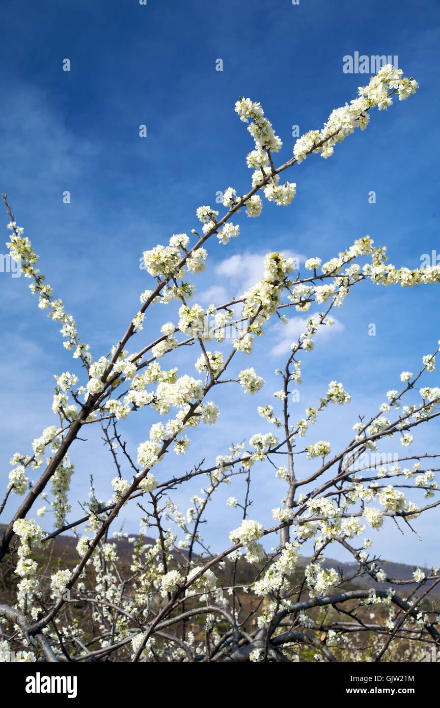 Almond tree trunk hi-res stock photography and images - Alamy