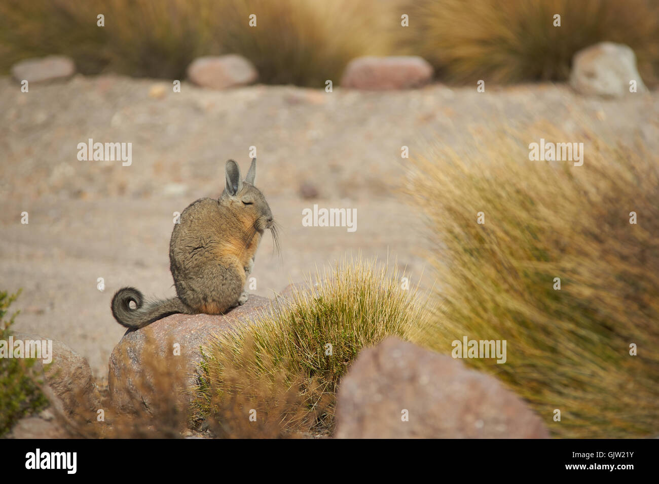 Mountain Viscacha (Lagidium viscacia) sitting on a rock in Vicunas ...