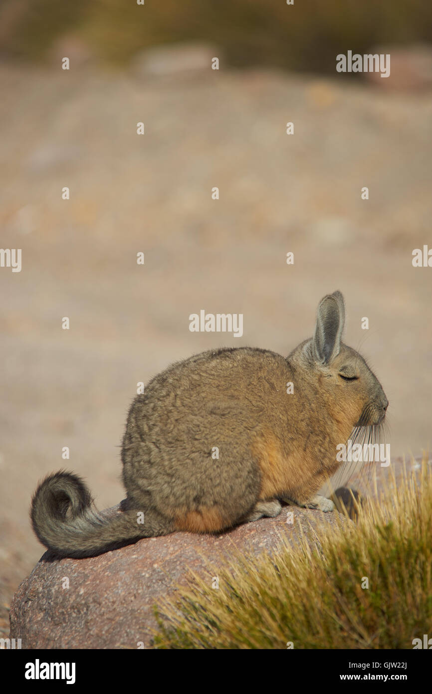Mountain Viscacha (Lagidium viscacia) sitting on a rock in Vicunas ...