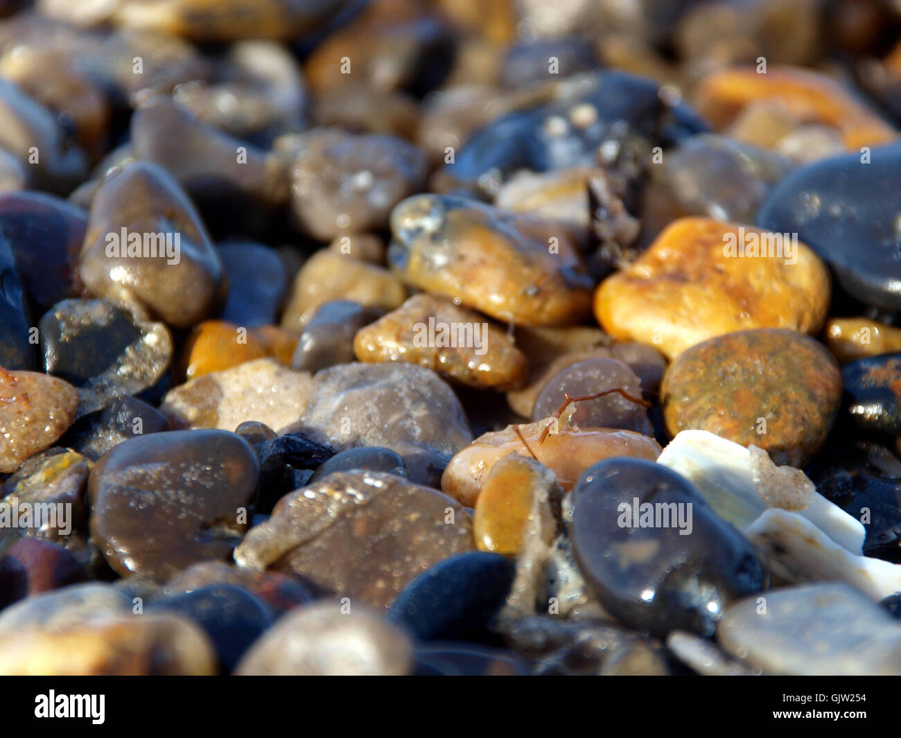 stone shell rock Stock Photo - Alamy