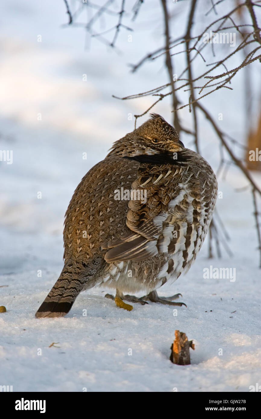 Ruffed grouse (Bonassa umbellus) loafing on woodland floor- 'fluffed up ...
