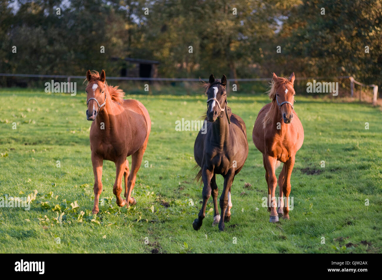 animals horse horses Stock Photo - Alamy