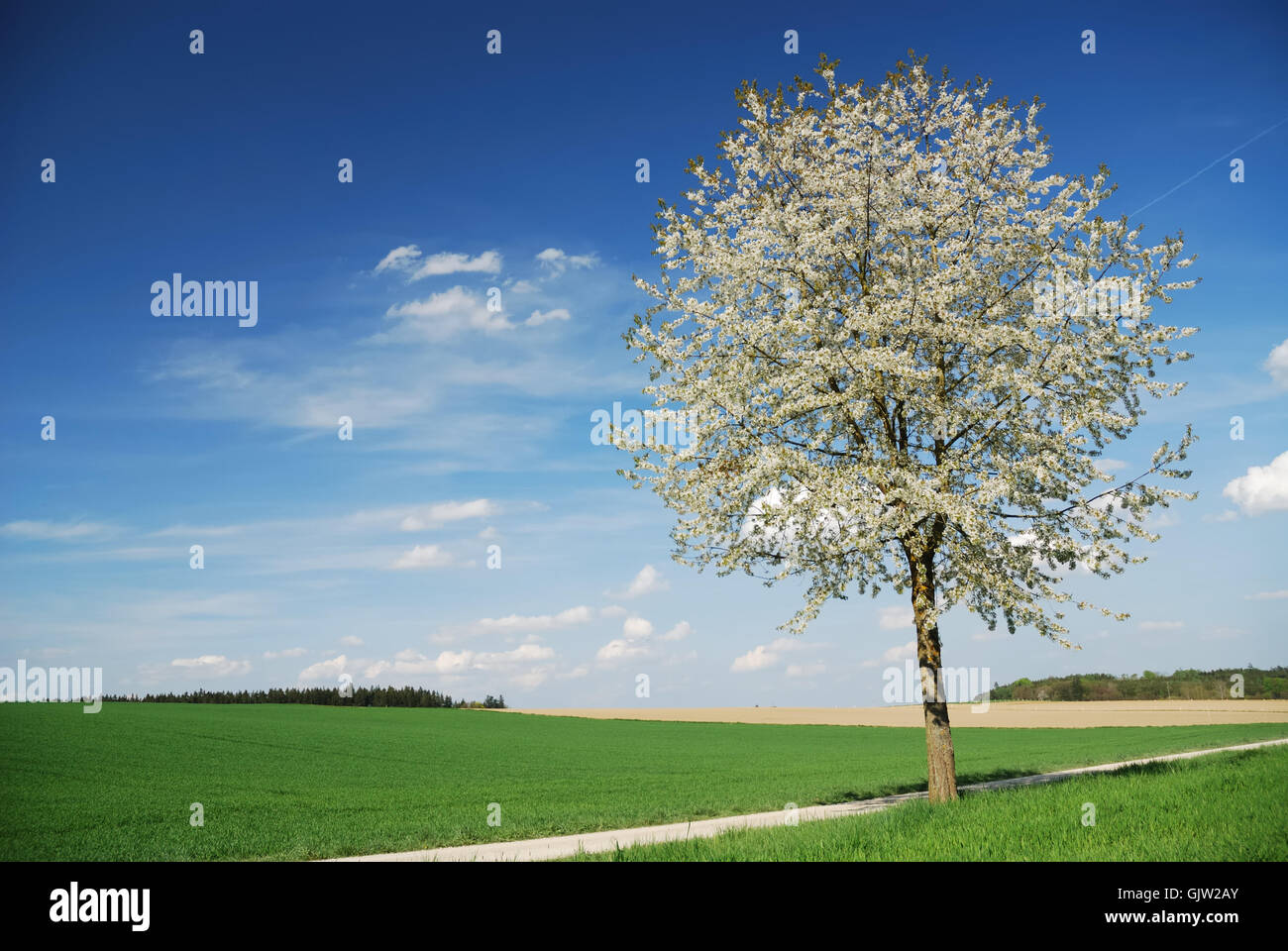 tree spring idyllic Stock Photo - Alamy