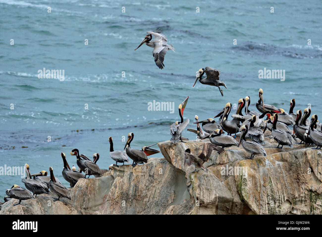 Brown pelican pelecanus occidentalis roosting hi-res stock photography ...