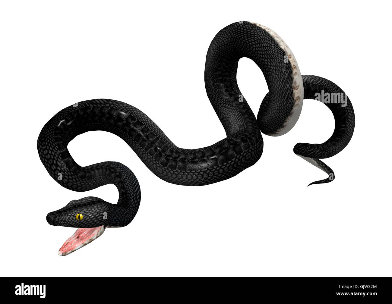3D rendering of a southern black racer snake isolated on white ...
