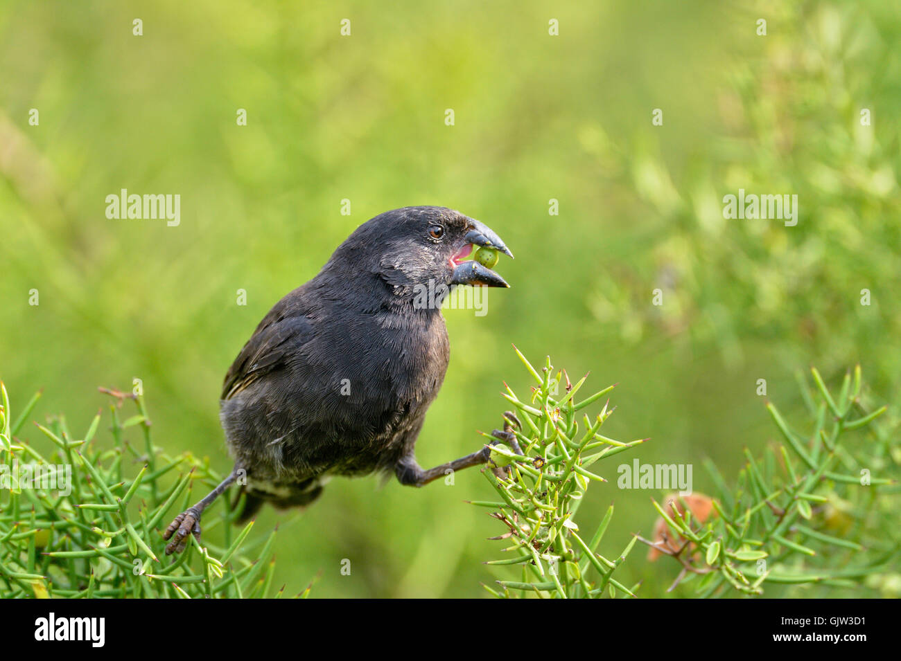Charles darwin finches hi-res stock photography and images - Alamy