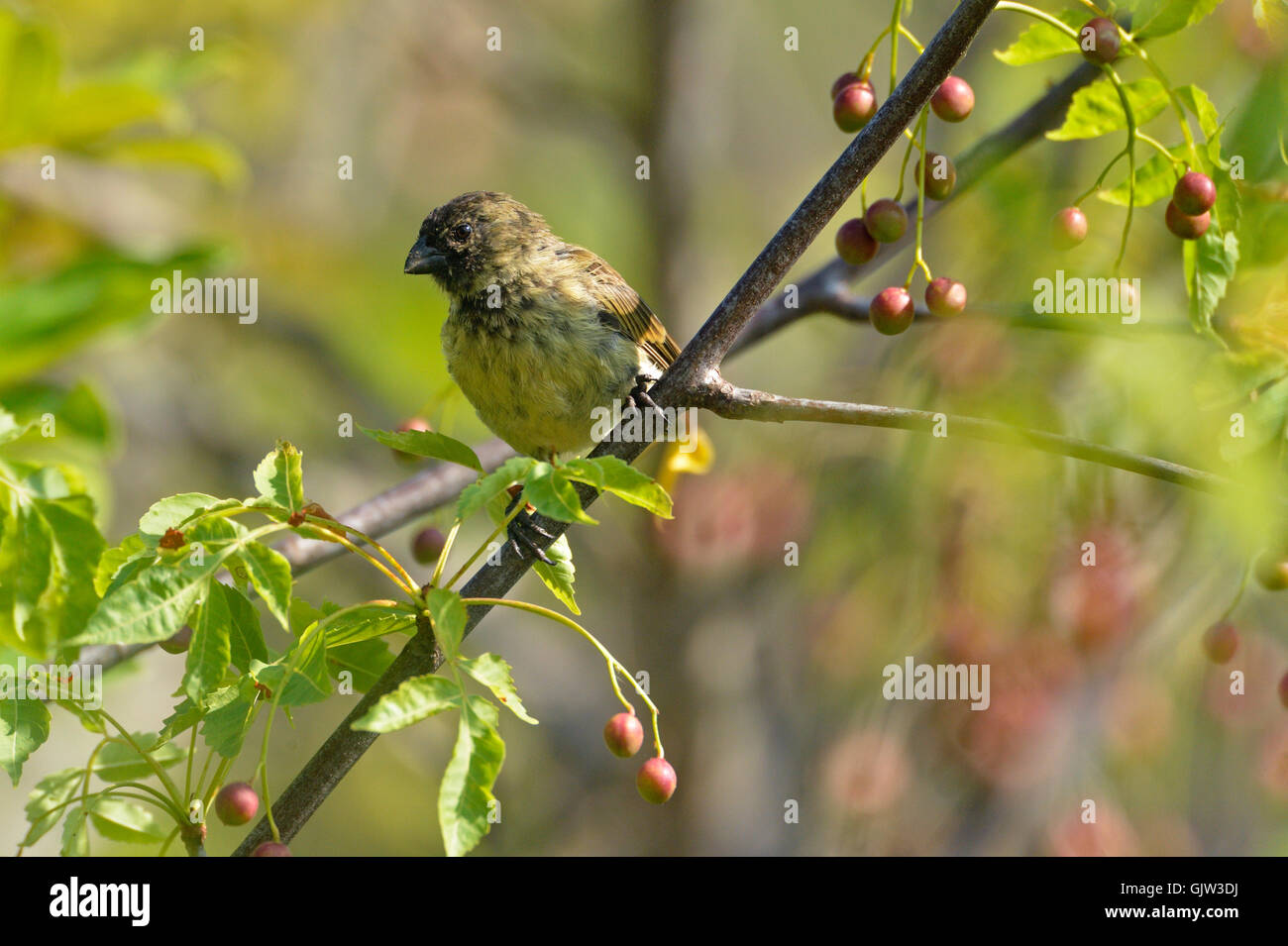 Finch berries hi-res stock photography and images - Alamy