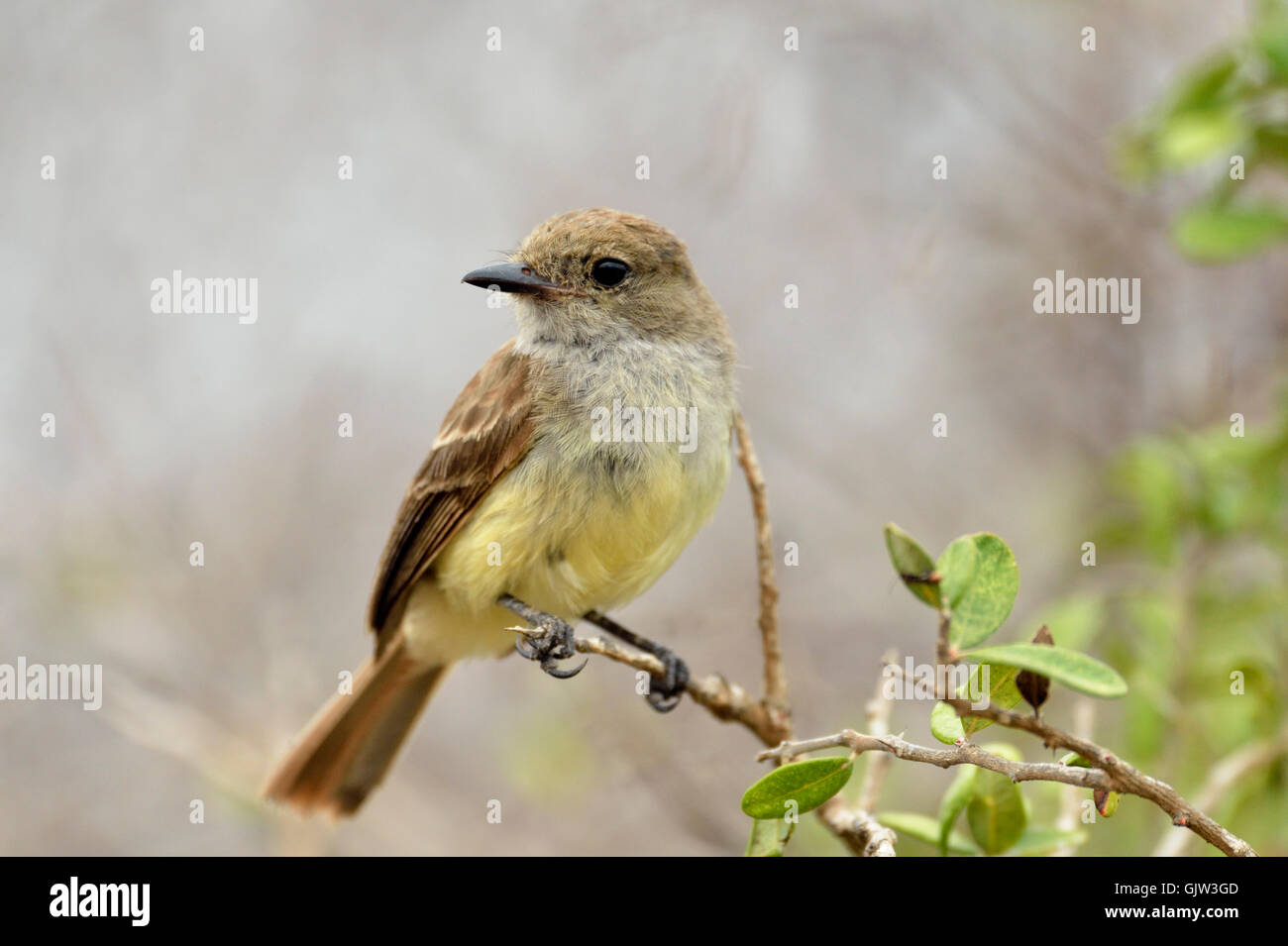 Galápagos Flycatcher (Myiarchus magnirostris), Galapagos Islands ...