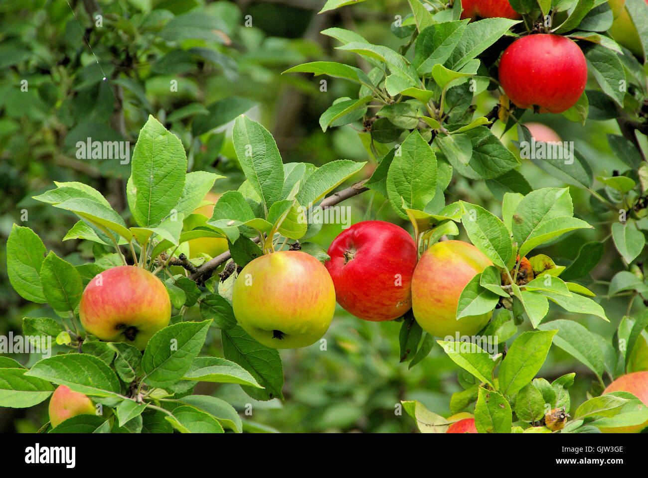 tree ripe apple tree Stock Photo - Alamy