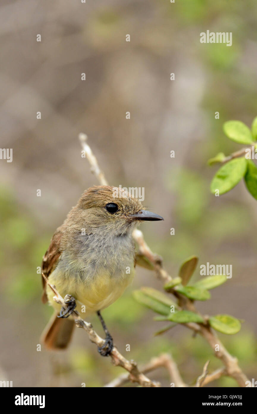 Galápagos Flycatcher (Myiarchus magnirostris), Galapagos Islands ...