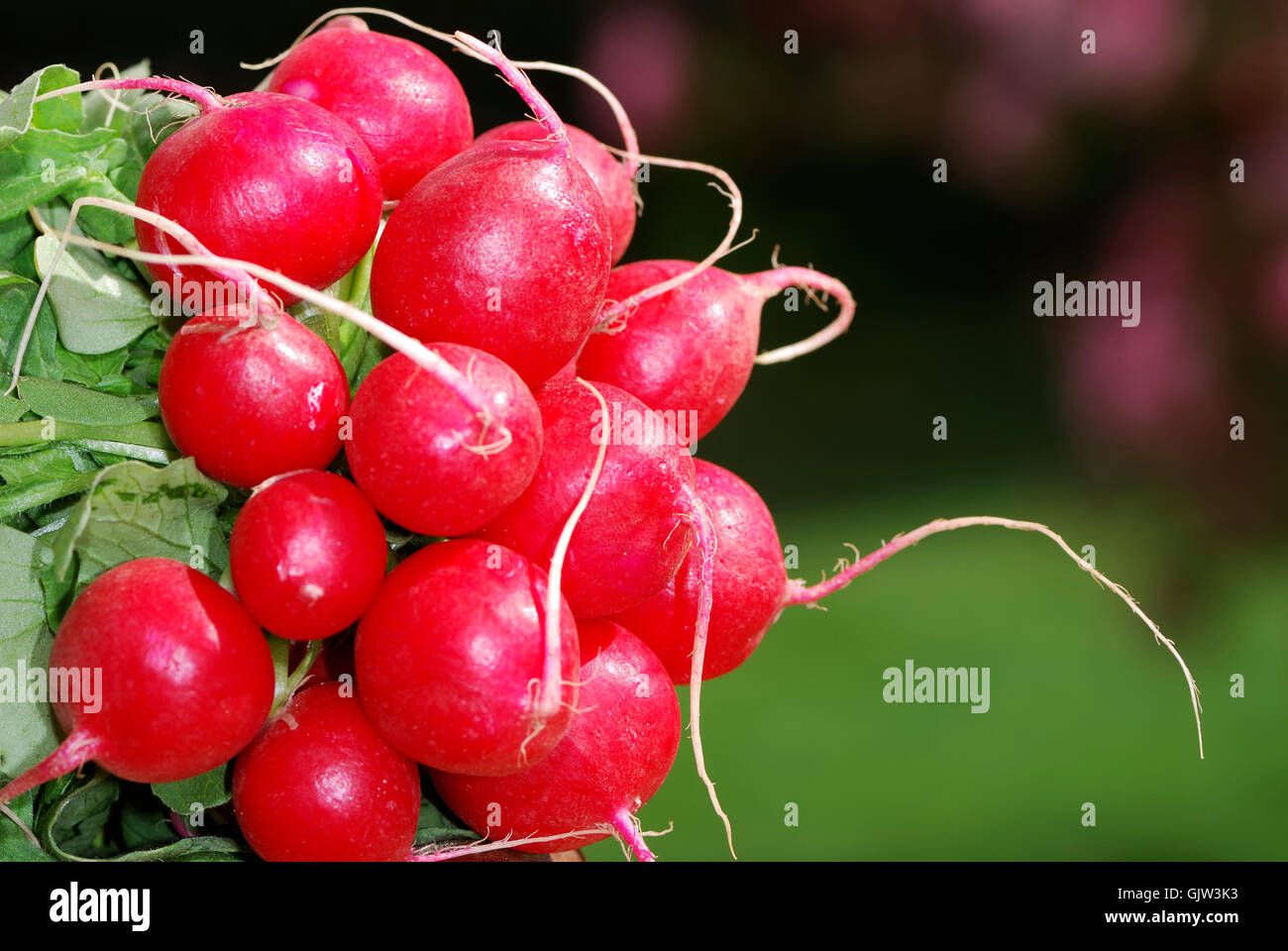 ripe raw radish Stock Photo - Alamy