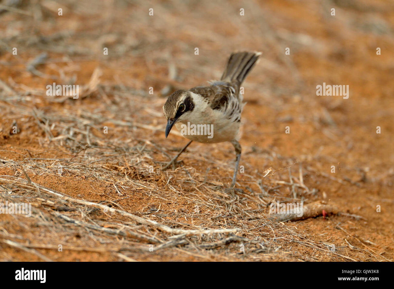 Galapagos mockingbird (Mimus parvulus), Galapagos Islands National Park ...
