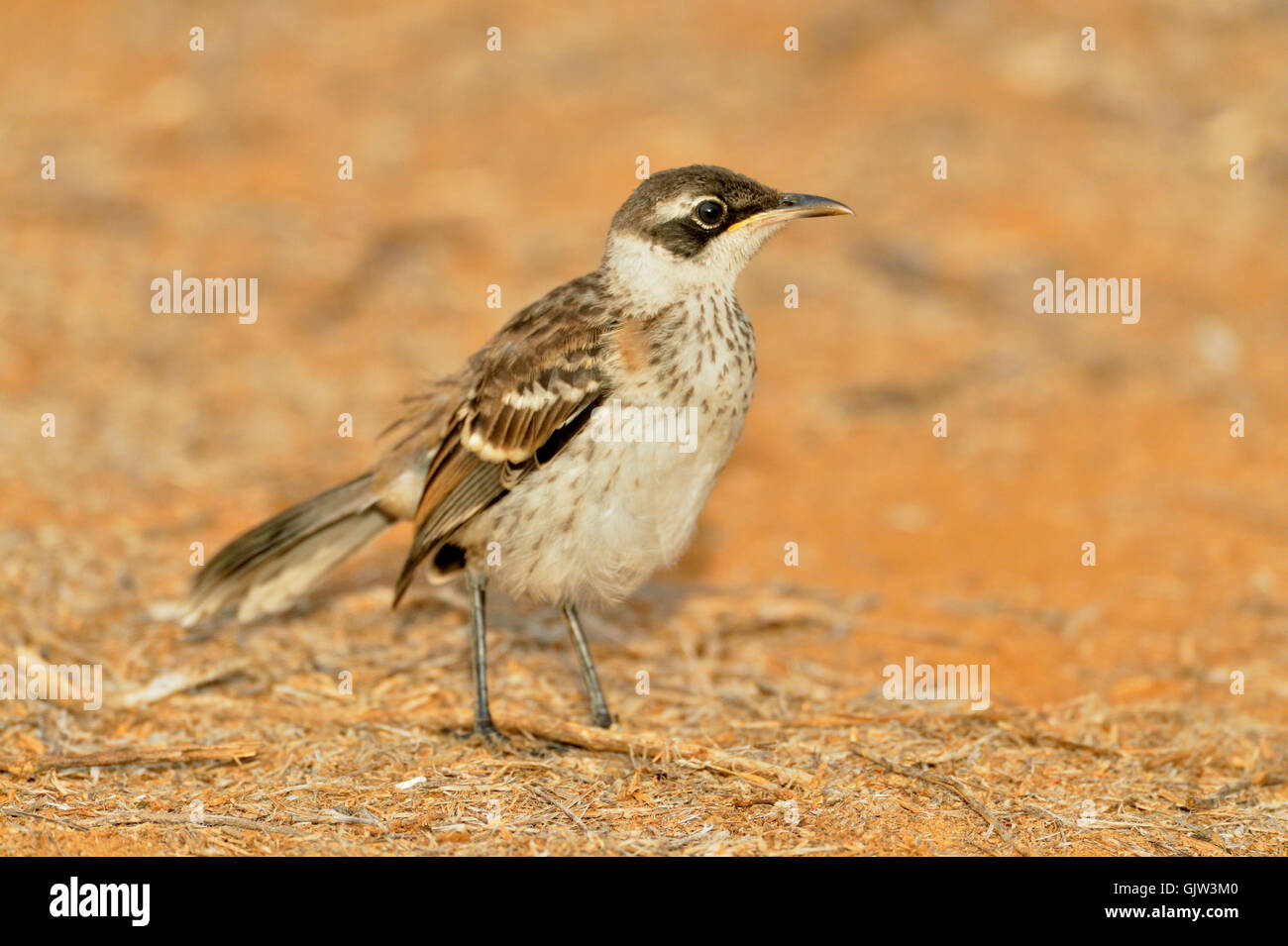 Galapagos mockingbird (Mimus parvulus), Galapagos Islands National Park ...