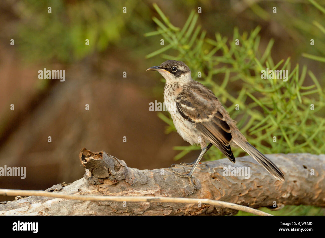 Galapagos mockingbird (Mimus parvulus), Galapagos Islands National Park ...
