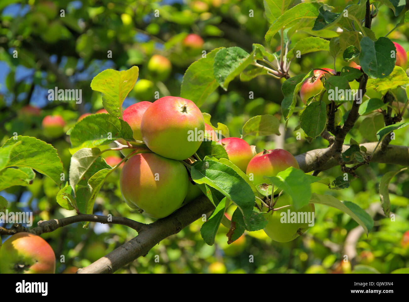 tree ripe apple tree Stock Photo - Alamy