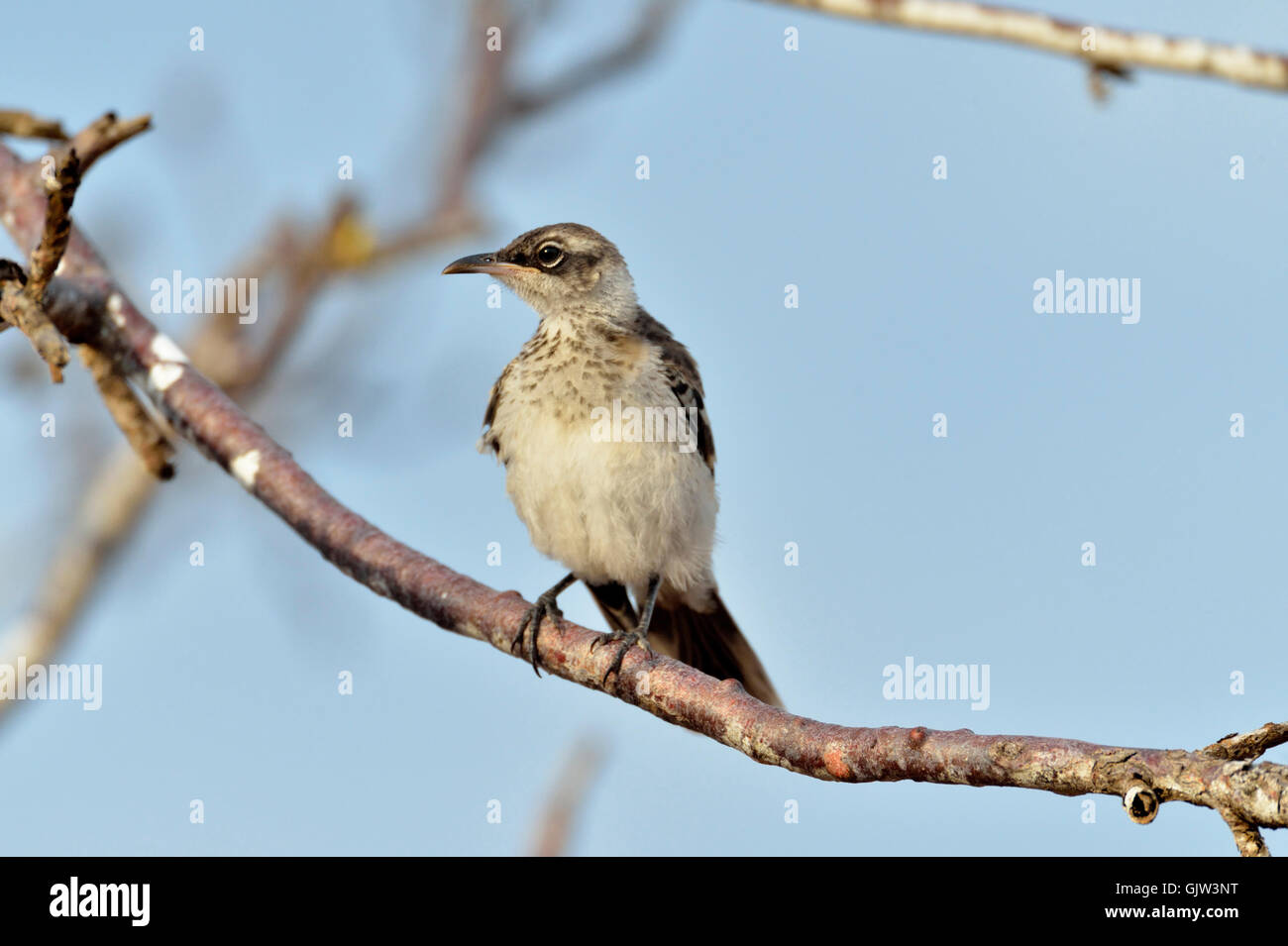 Galapagos mockingbird (Mimus parvulus), Galapagos Islands National Park ...