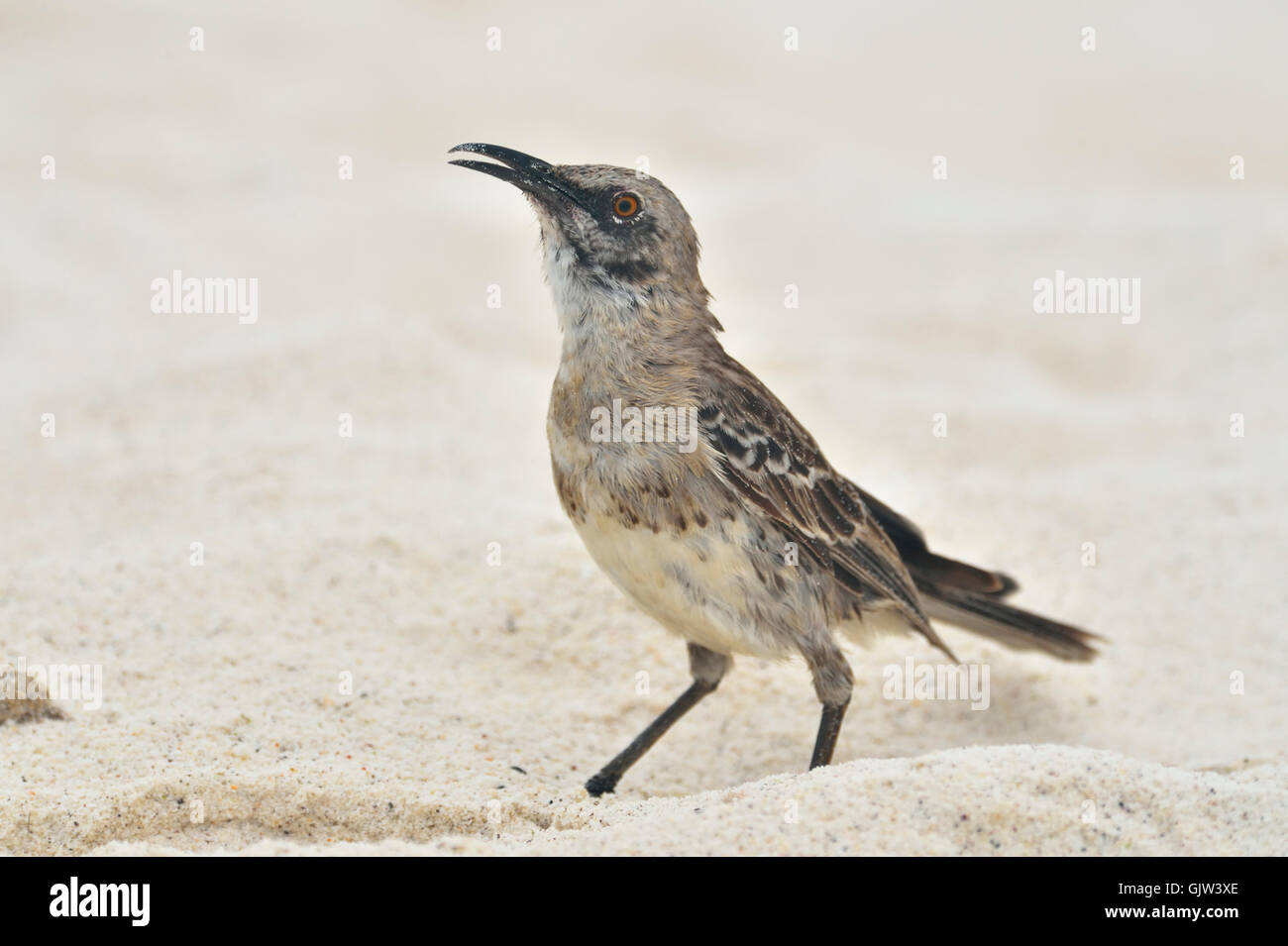 Galapagos mockingbird (Nesomimus spp.), Galapagos Islands National Park ...