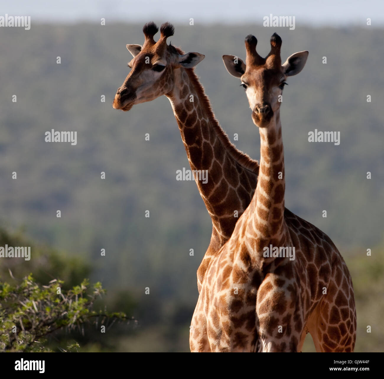 Two giraffes crossing hi-res stock photography and images - Alamy