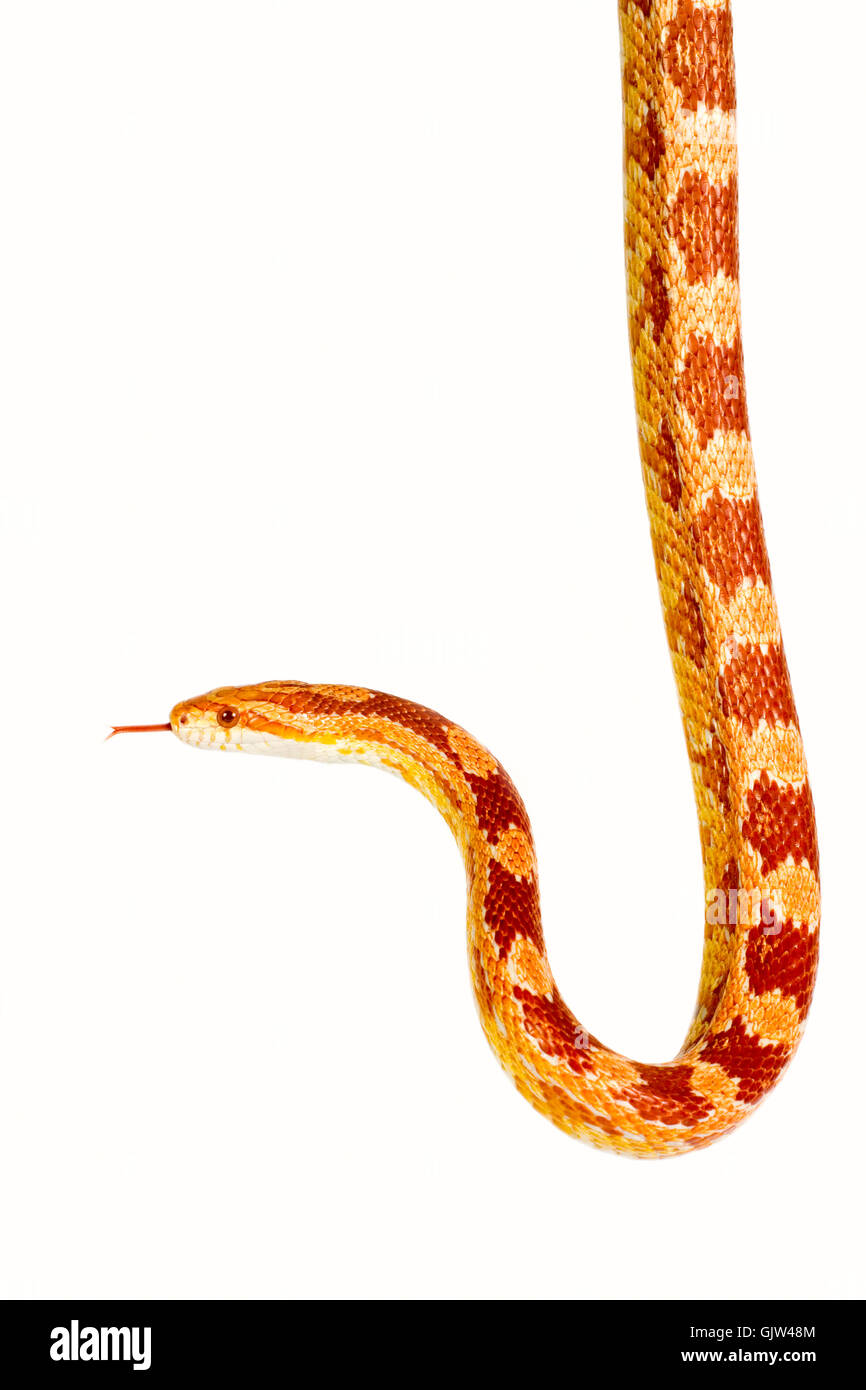 Corn snake hi-res stock photography and images - Alamy