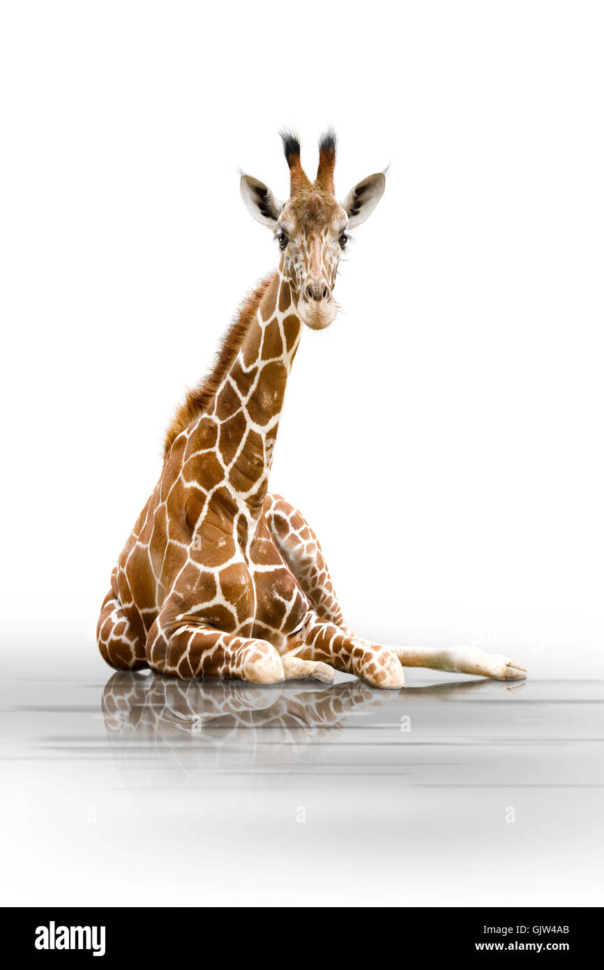 animal africa conservation of nature Stock Photo - Alamy