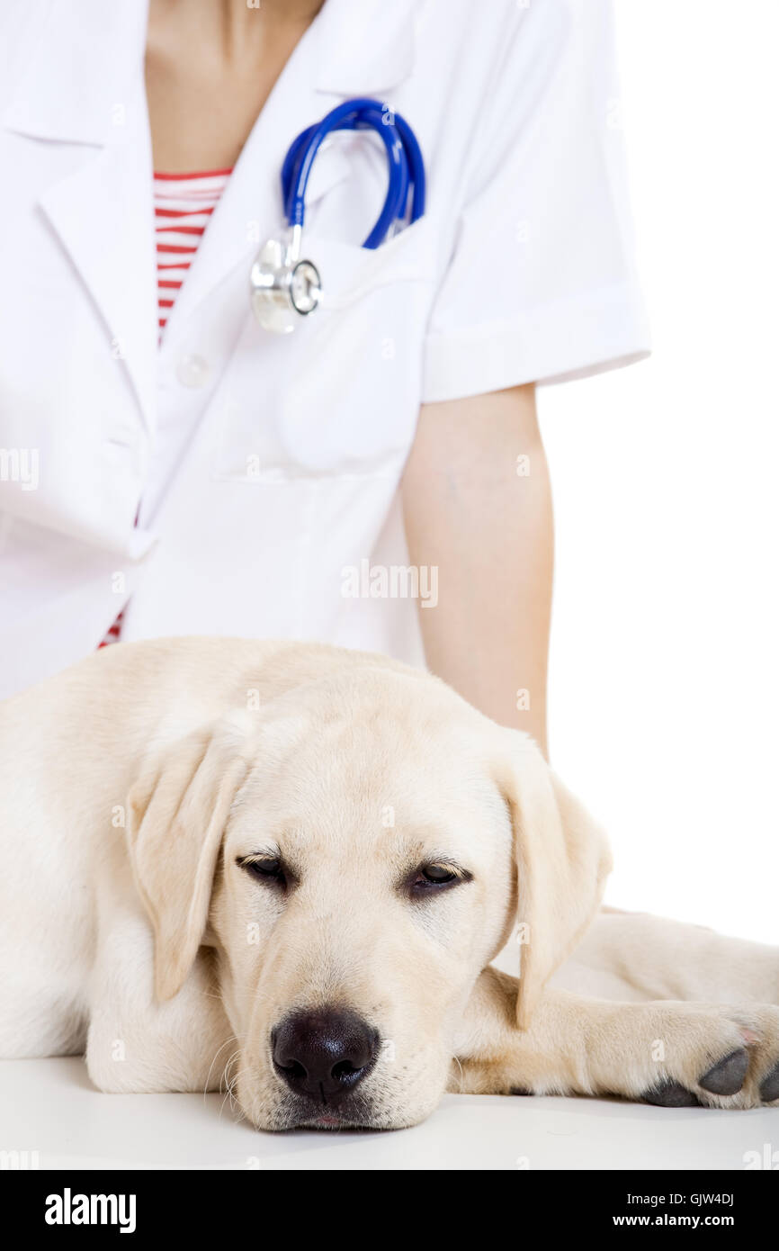 Vet hospital workers hi-res stock photography and images - Alamy