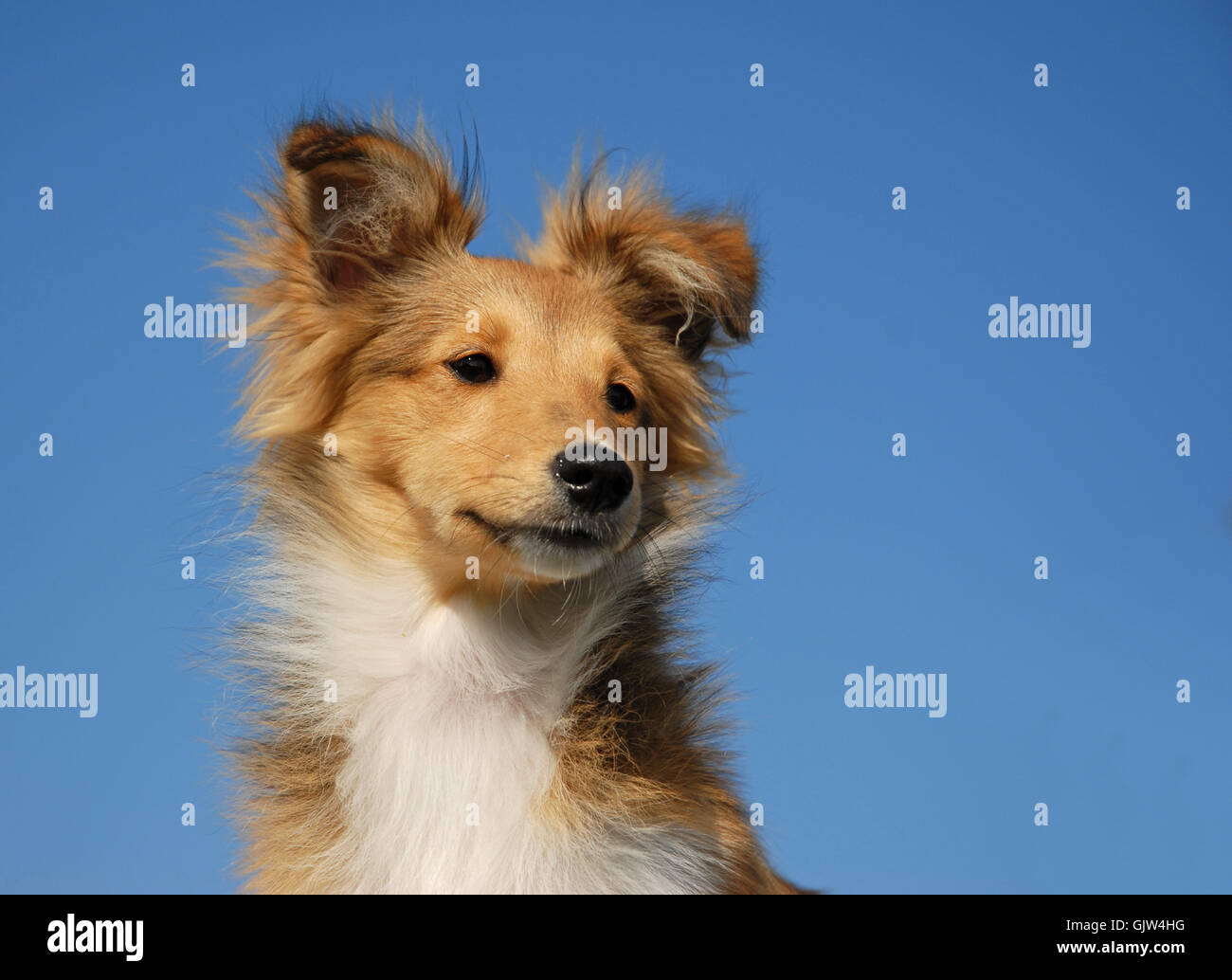 dog puppy purebred Stock Photo - Alamy