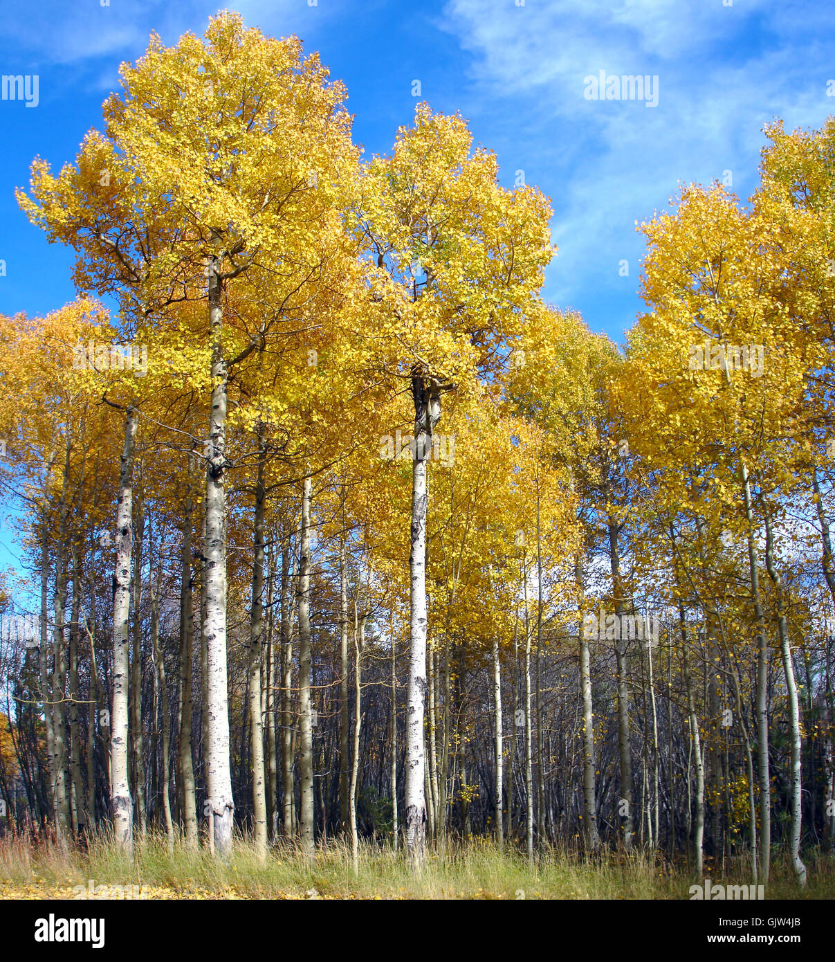 tree trees park Stock Photo - Alamy